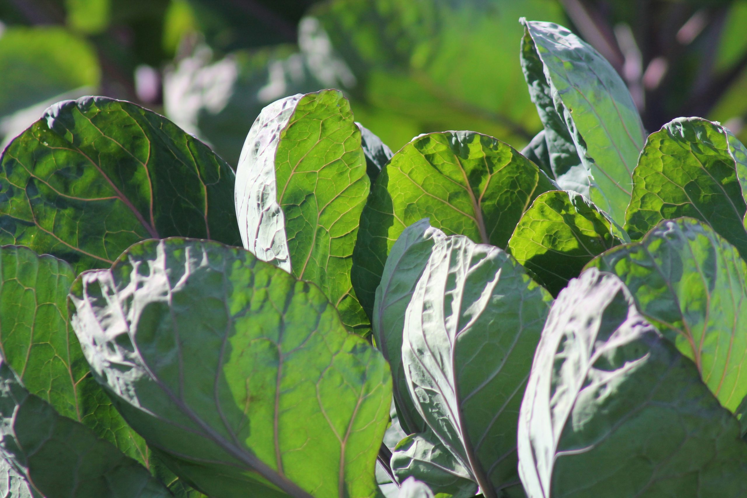 Summer Greens Bhaji - Heart Of England Ayurveda